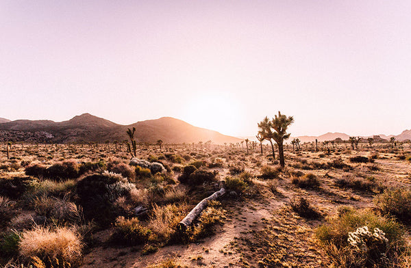 10 Reasons to Love Pioneertown (and Joshua Tree) – Toad&Co